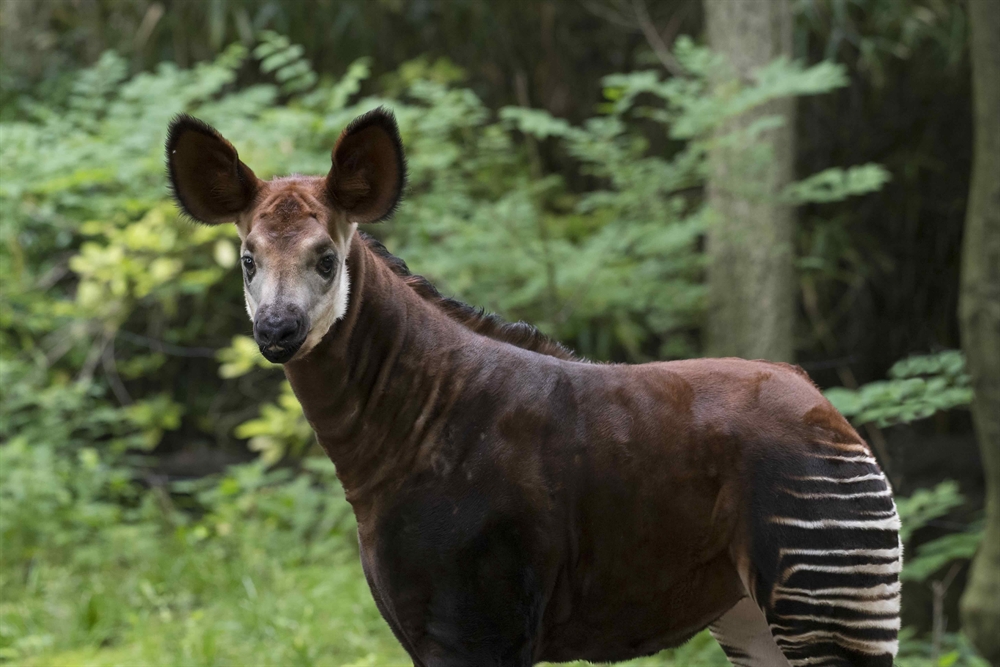 Endangered Okapi Needs Global Trade Protections, Says Wildlife Conservation Society > Newsroom